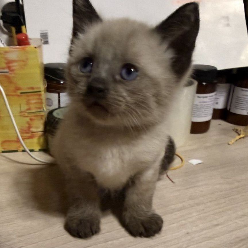 Тайский котёнок