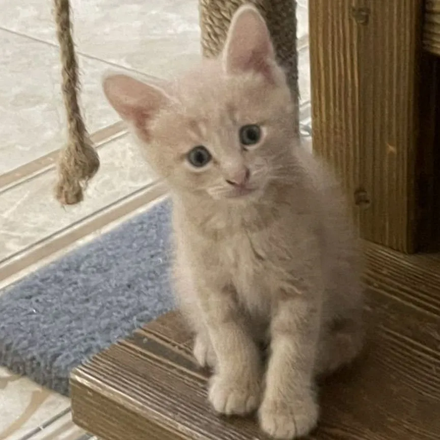 Котёнок от частного владельца