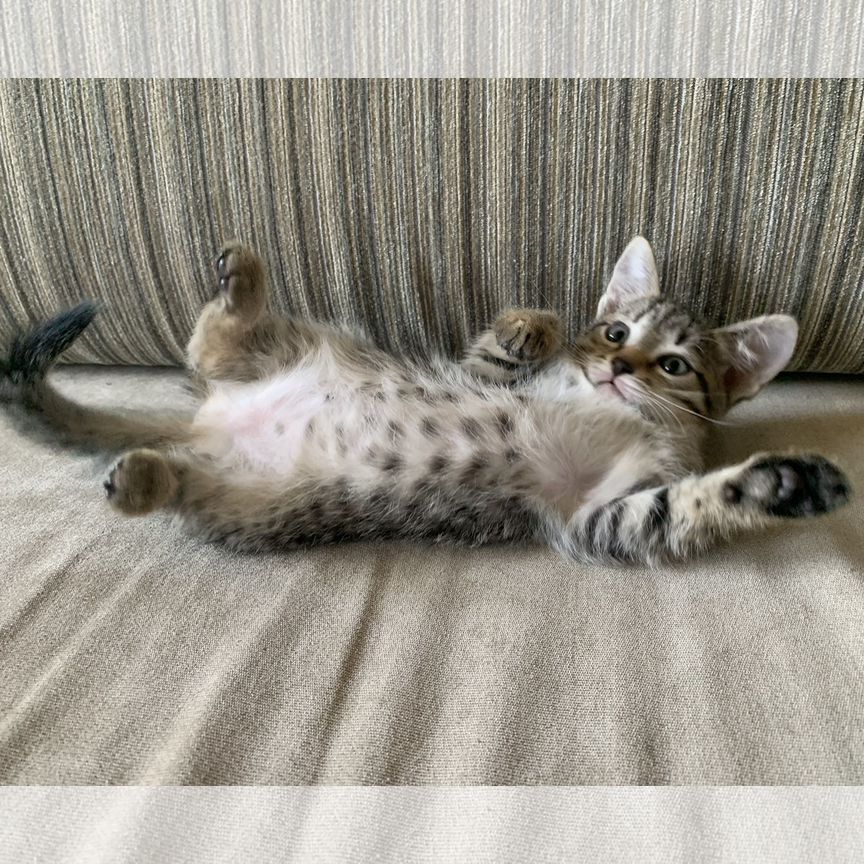 Котёнок в добрые руки