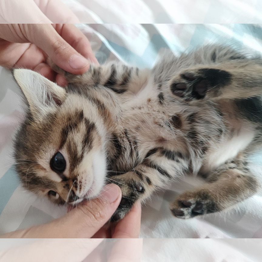 Котёнок в добрые руки