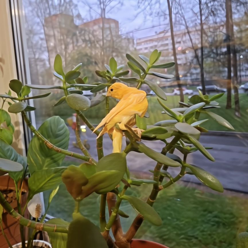 Канарейка
