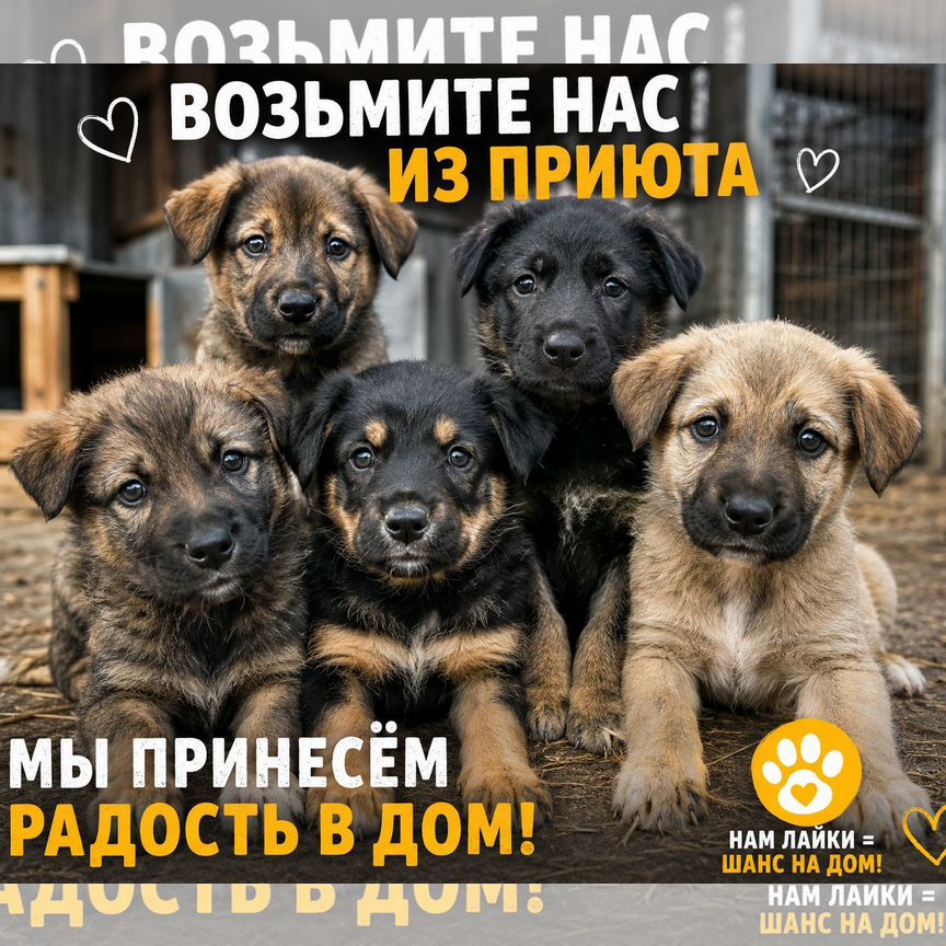 Щенок в добрые руки