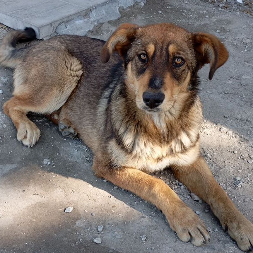 Щенок в добрые руки