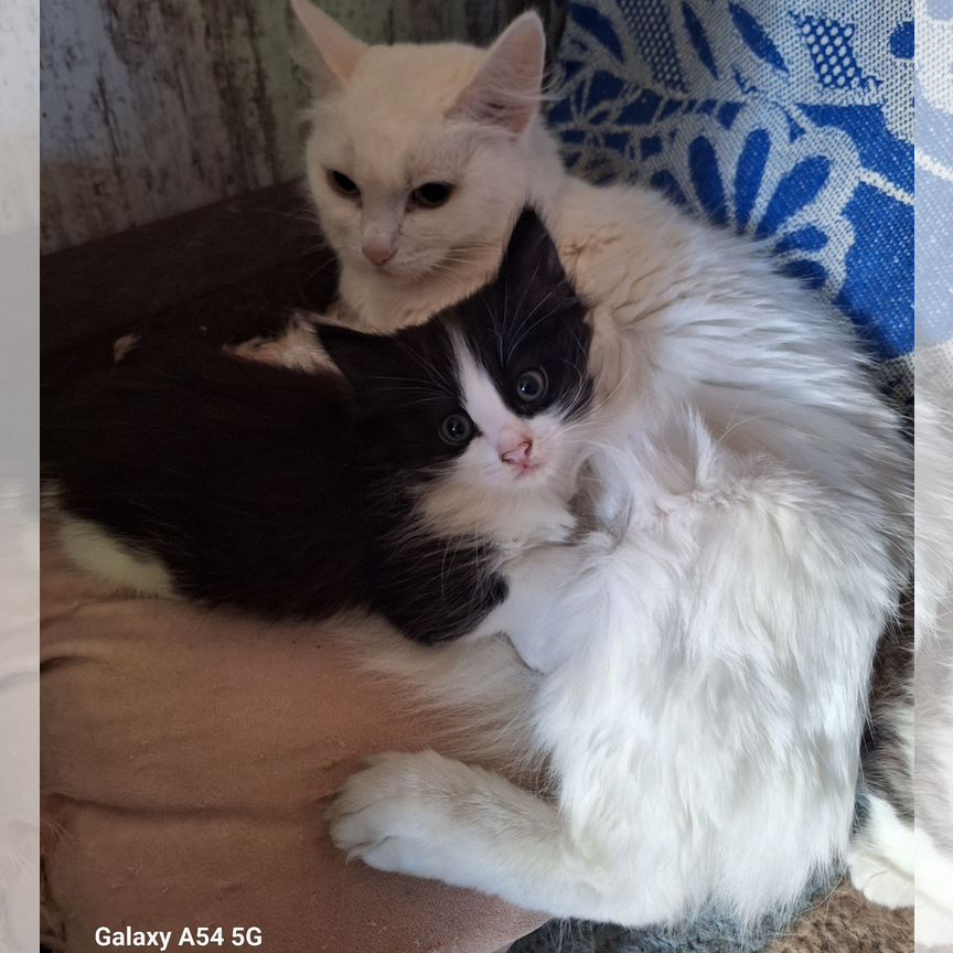 Котёнок в добрые руки