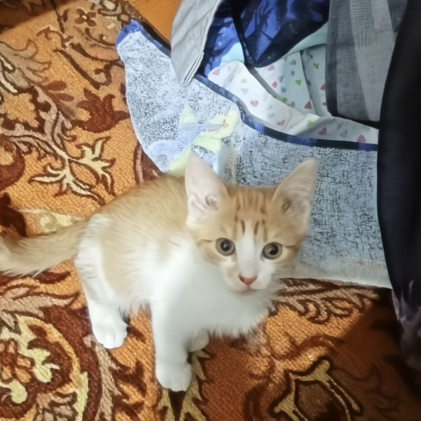 Котёнок в добрые руки
