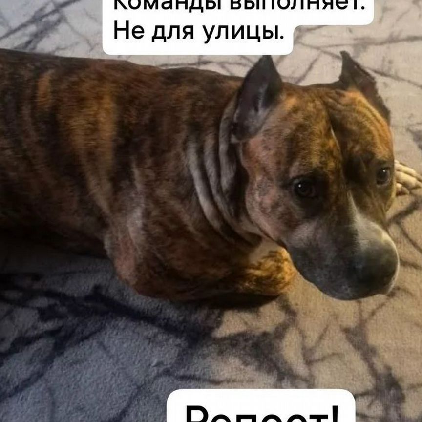 Американский стаффордширский терьер, взрослый пёс