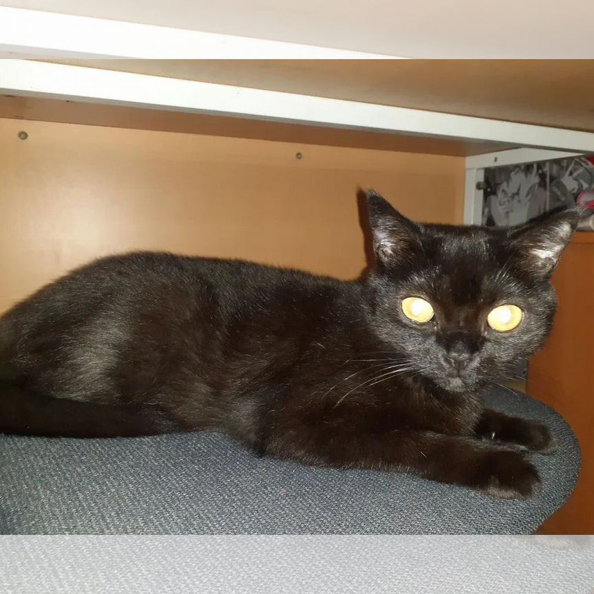 Британский короткошёрстный котёнок