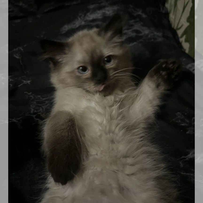 Сиамский котёнок