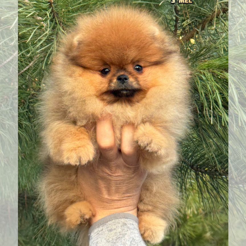 Померанский шпиц, щенок