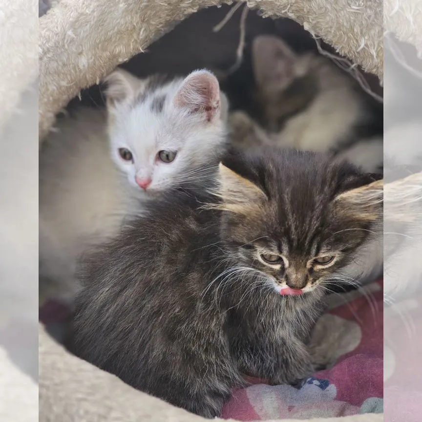 Котёнок в добрые руки
