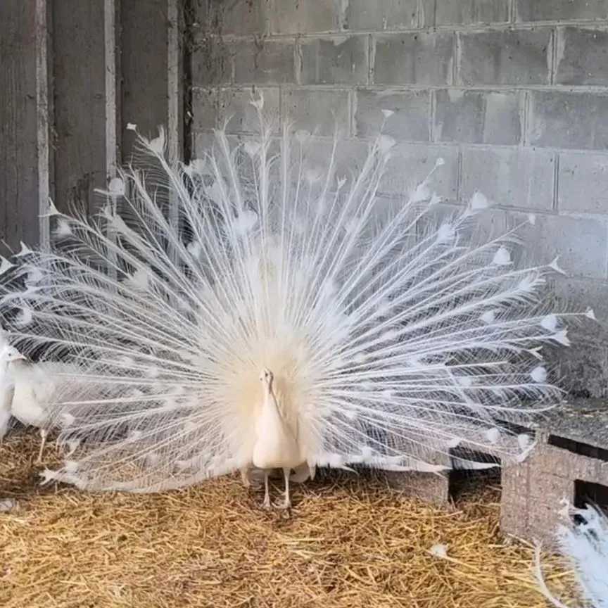 Белые павлины пара
