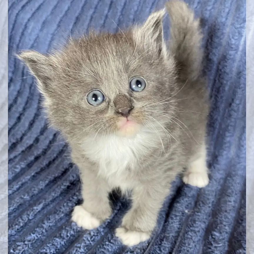 Сибирский котёнок