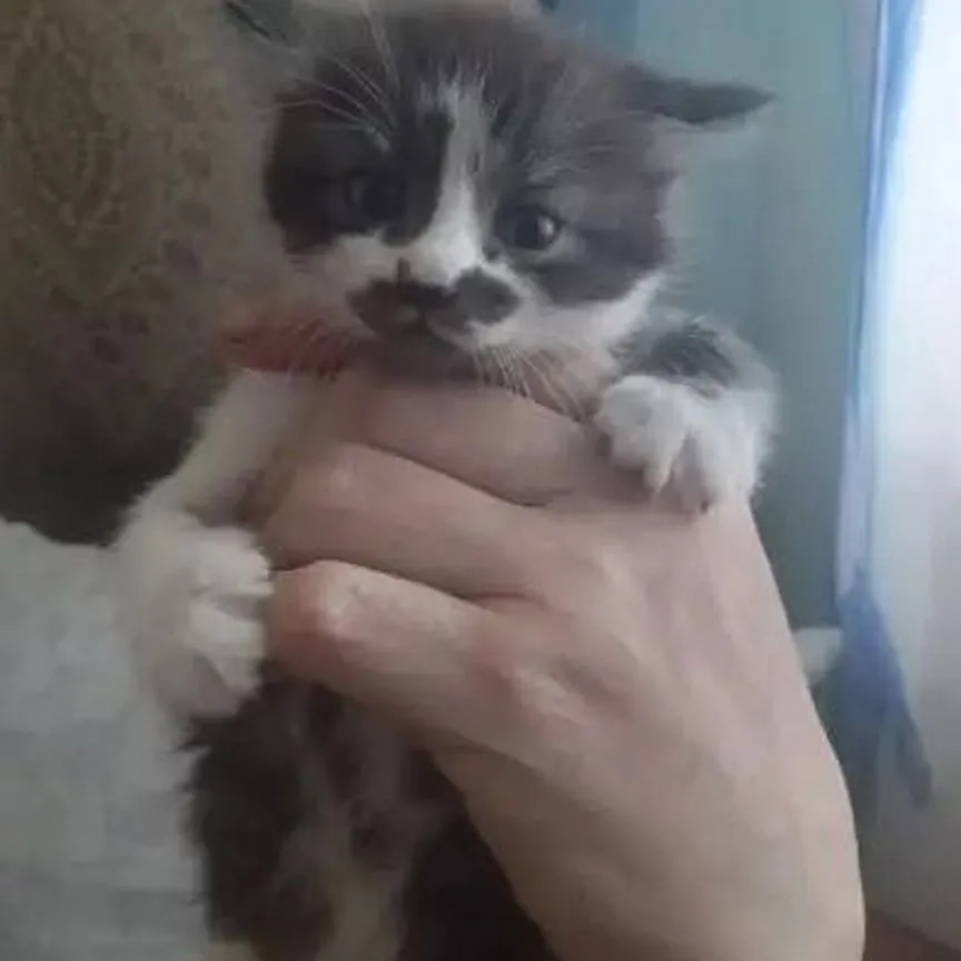 Шотландский прямоухий короткошёрстный котёнок