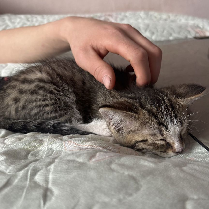 Котёнок в добрые руки